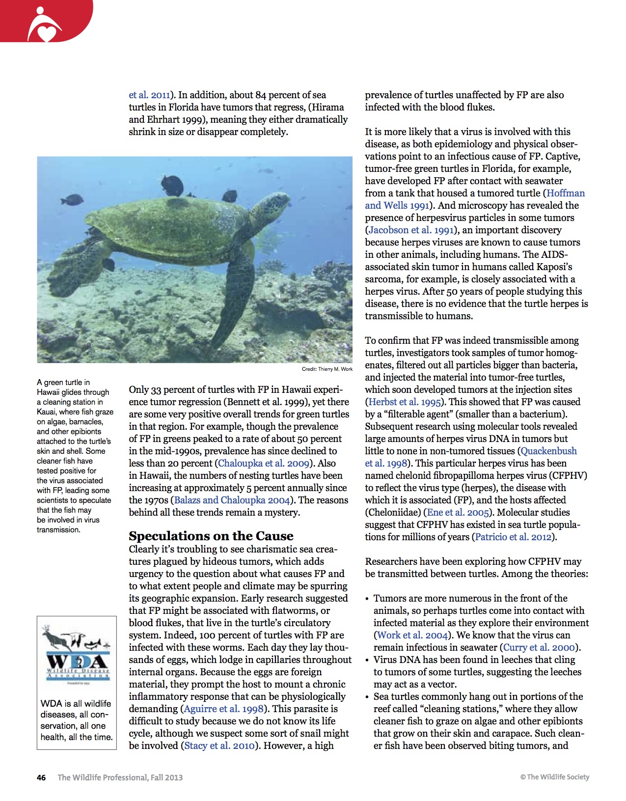 Fibropapilloma - Sea Turtle Guardian