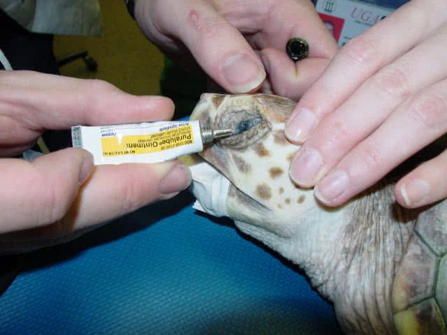 Analgesia and Anesthesia - Sea Turtle Guardian